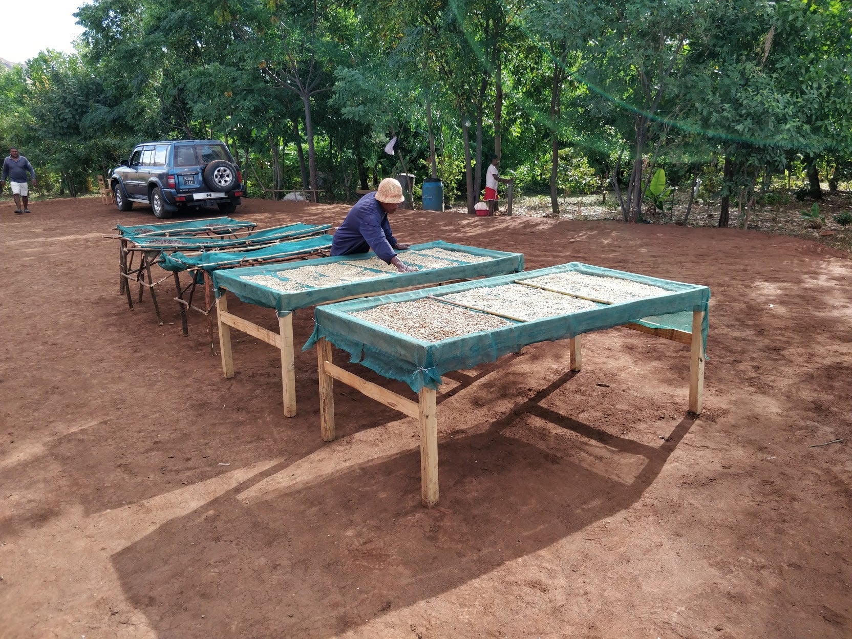 MADAGASCAR - ZEBU ESTATE | Dueling Rabbits